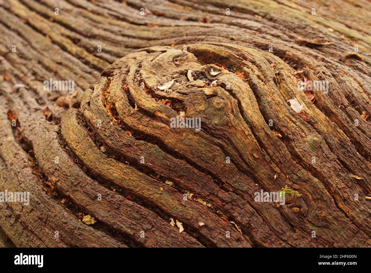 Looking at a fallen, dead trunk of a sweet chestnut tree, in winter ...