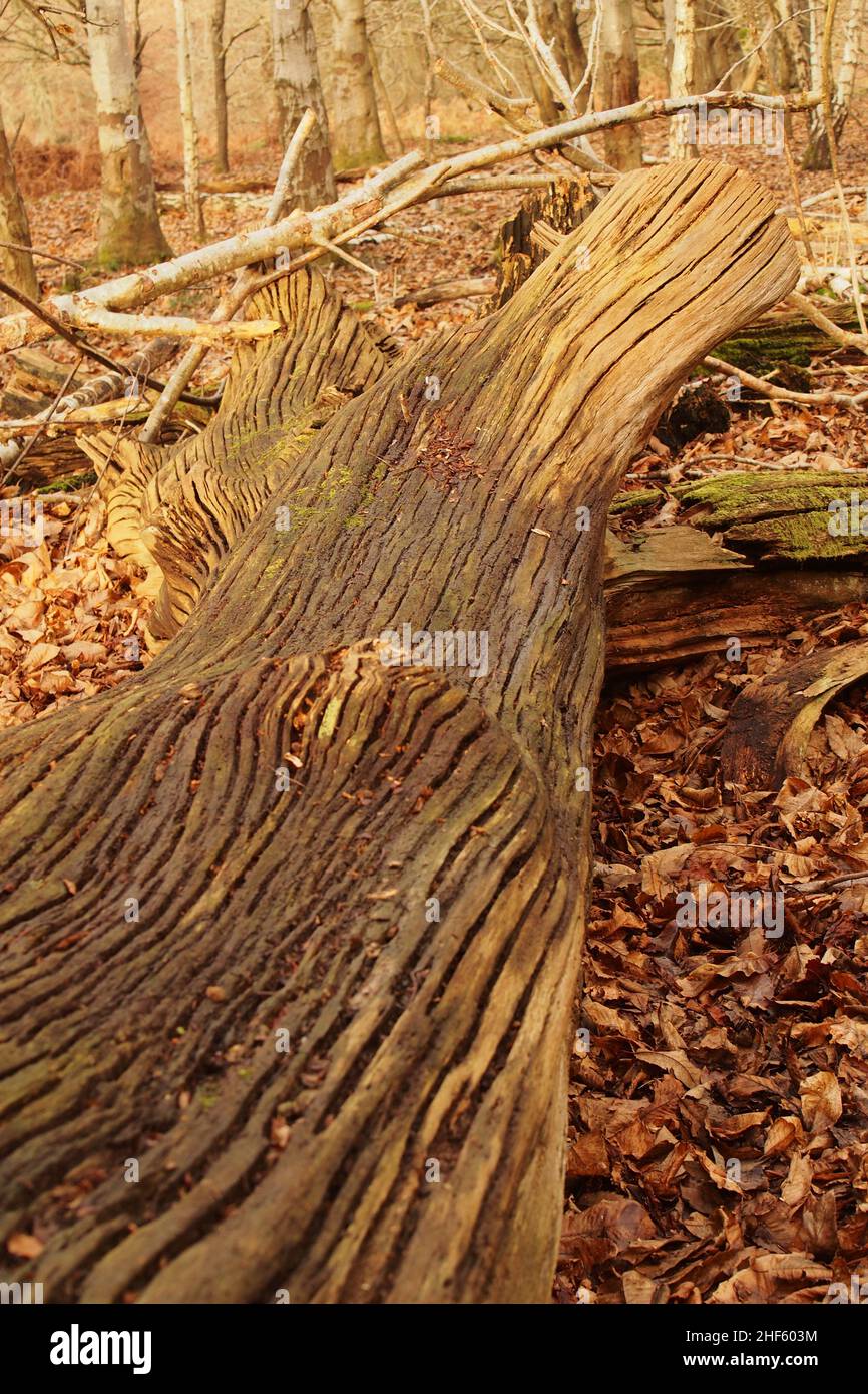 Decaying tree leaves hi-res stock photography and images - Alamy