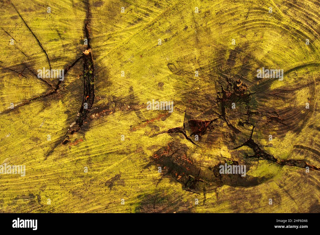 A close up of a cross section of dead oak tree trunk which is cracked ...