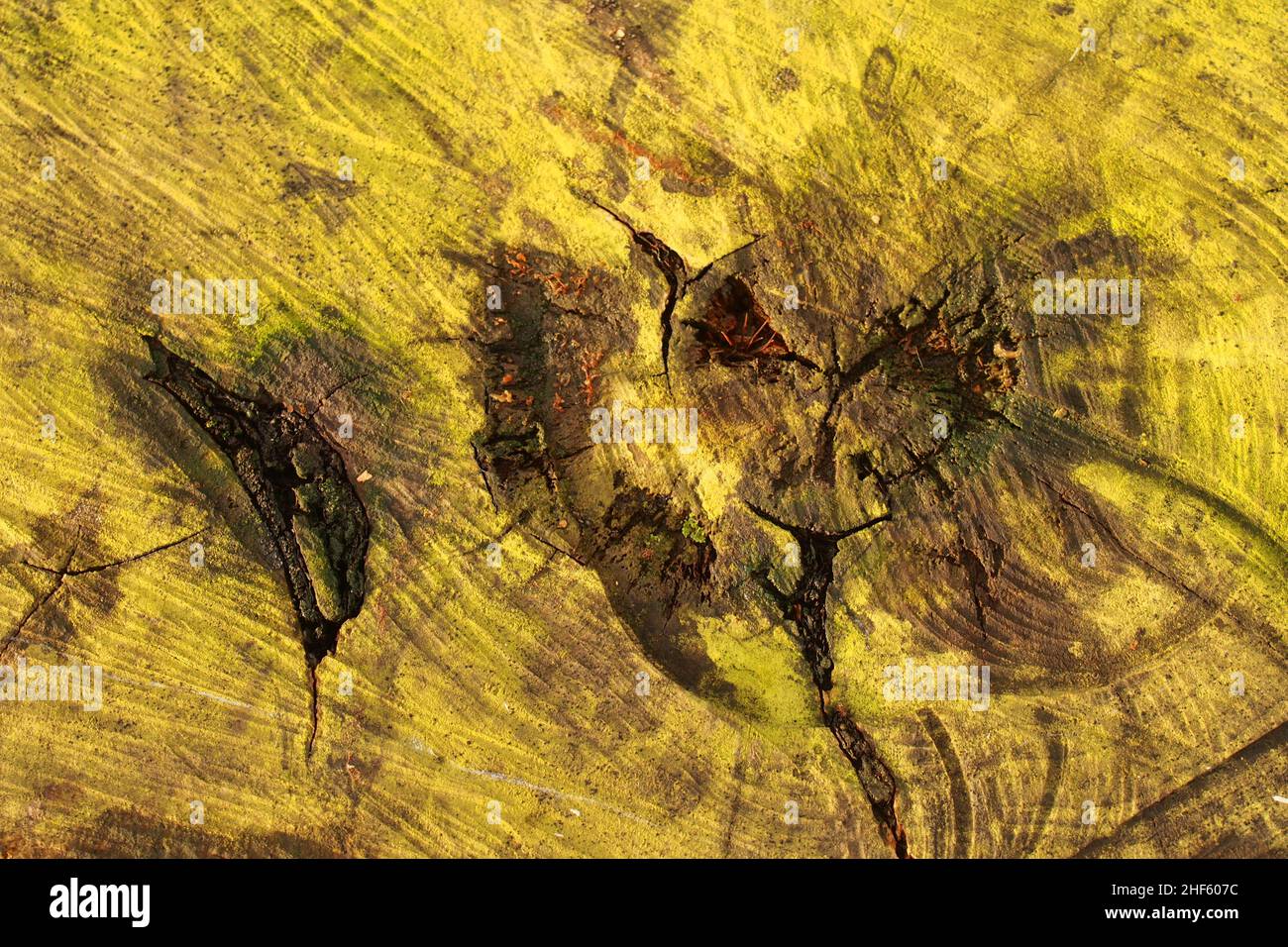 A close up of a cross section of dead oak tree trunk which is cracked ...