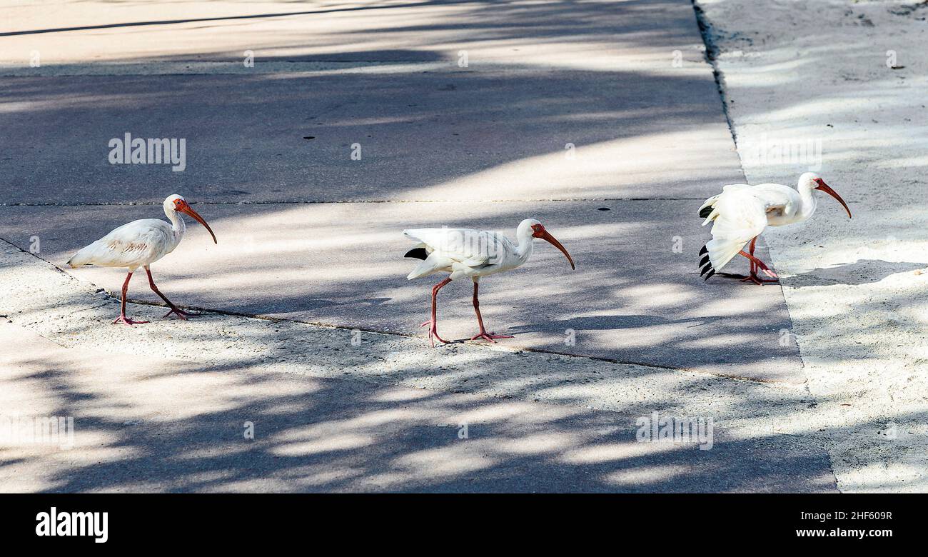 Marabous hi-res stock photography and images - Alamy