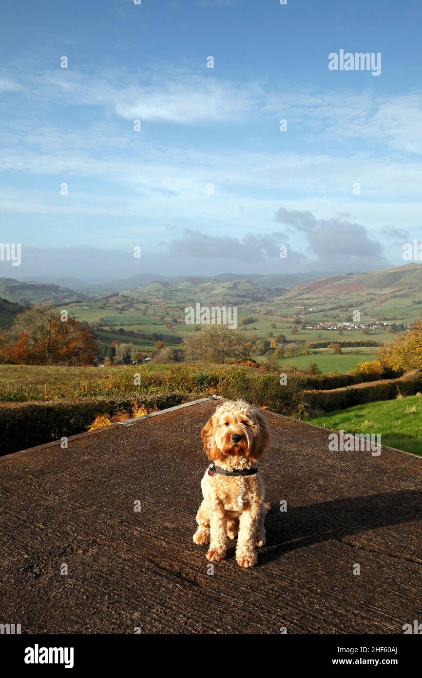 A cockapoo sitting in front of the Berwyn Mountain range, a range of ...