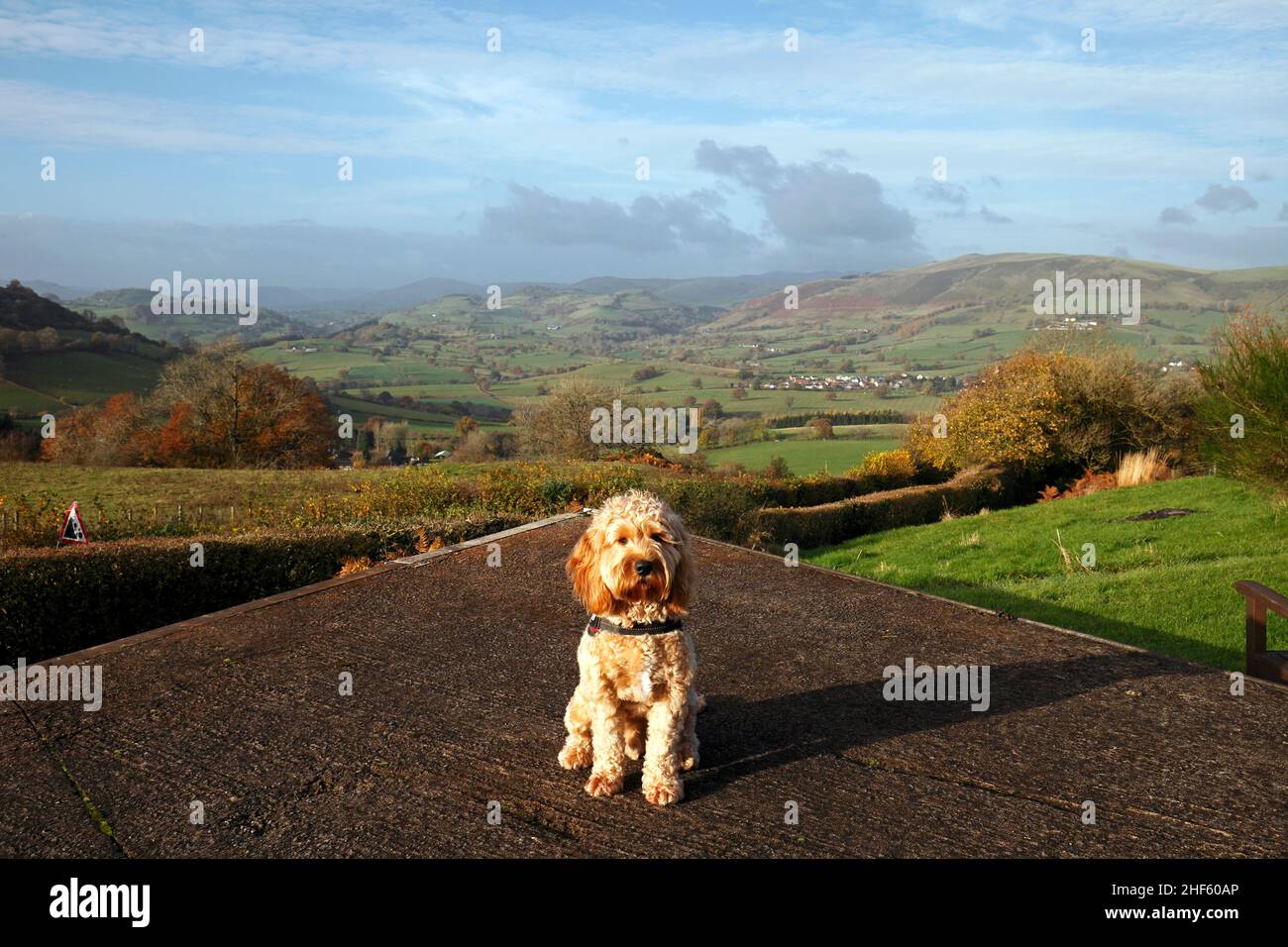 A cockapoo sitting in front of the Berwyn Mountain range, a range of ...