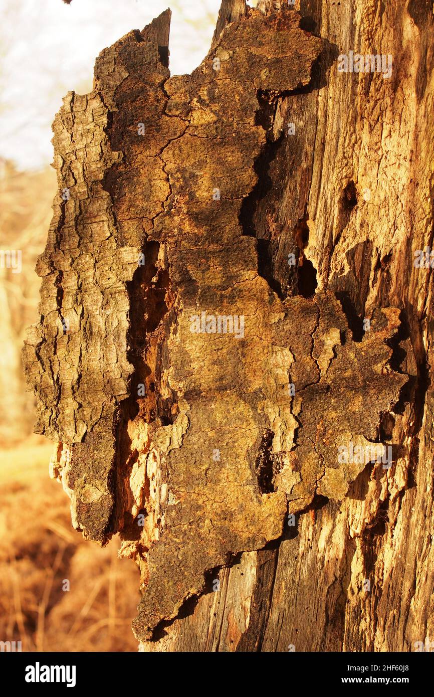 Looking at a dead oak tree trunk which has been bored with many insect ...