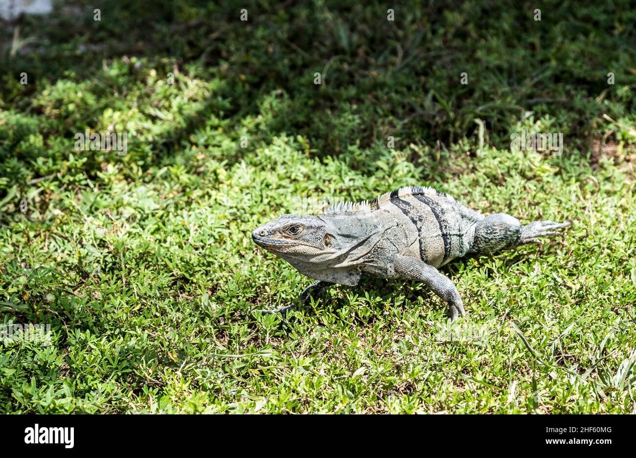 wild big lizard in Key Biscane Stock Photo - Alamy