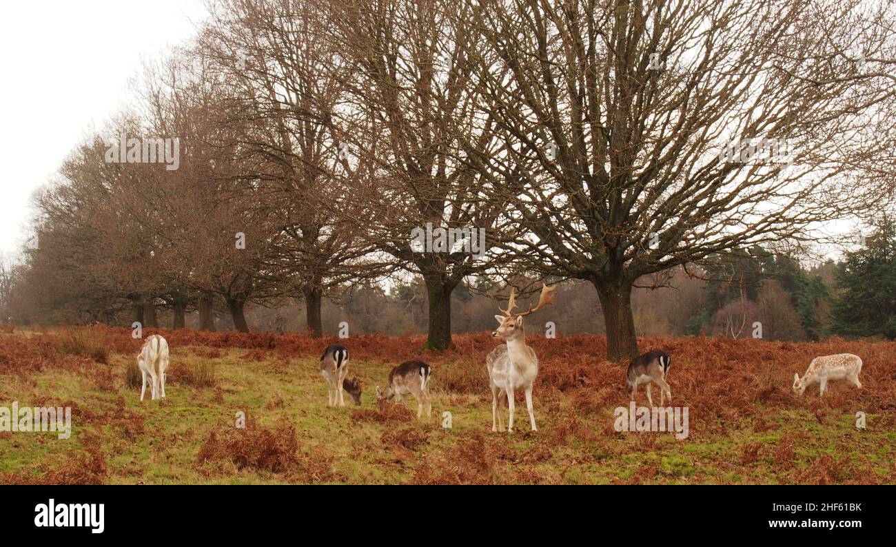 Trees with markings hi-res stock photography and images - Alamy