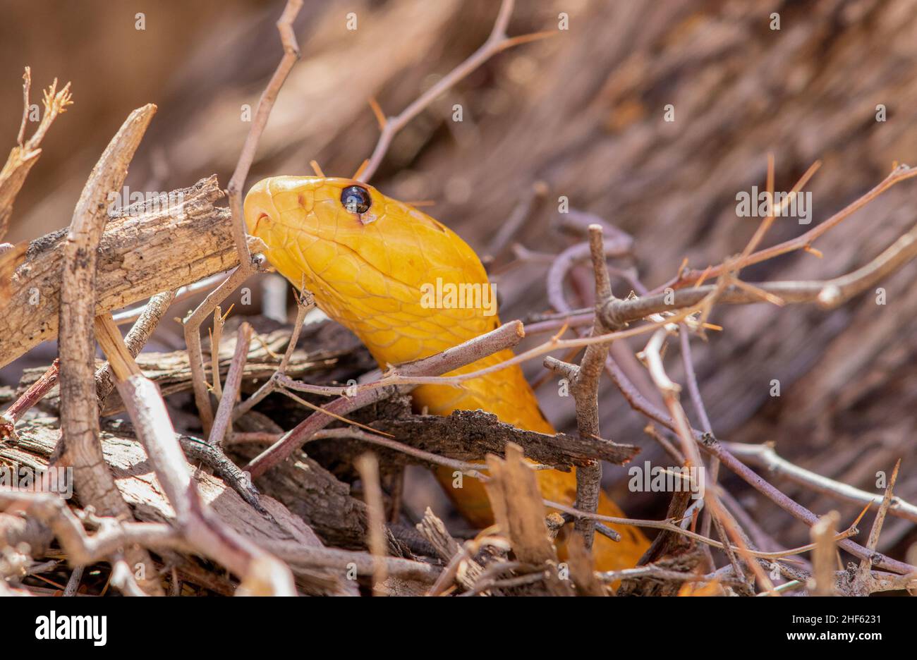 Cape Cobra in the Kgalagadi Stock Photo - Alamy