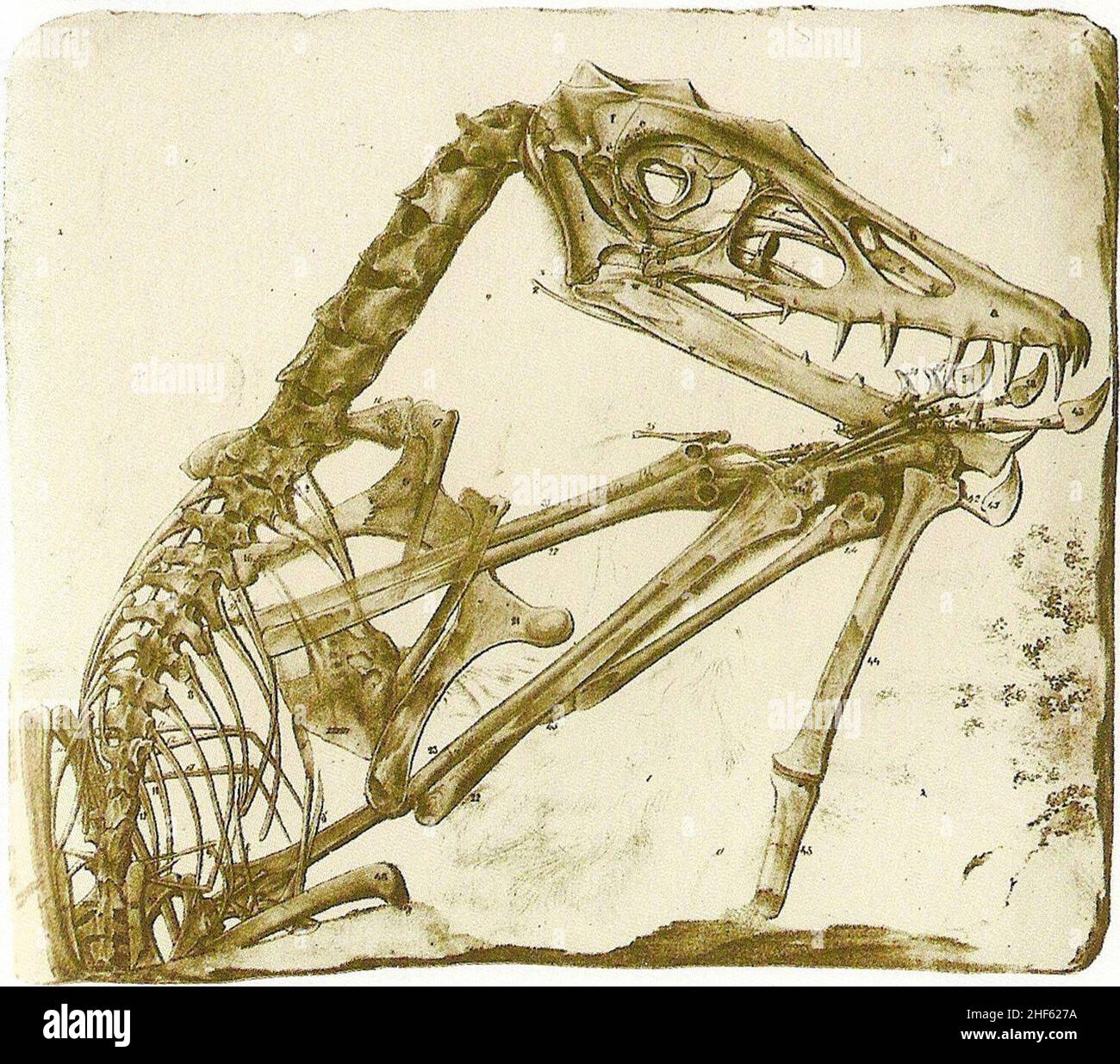 Scaphognathus hi-res stock photography and images - Alamy