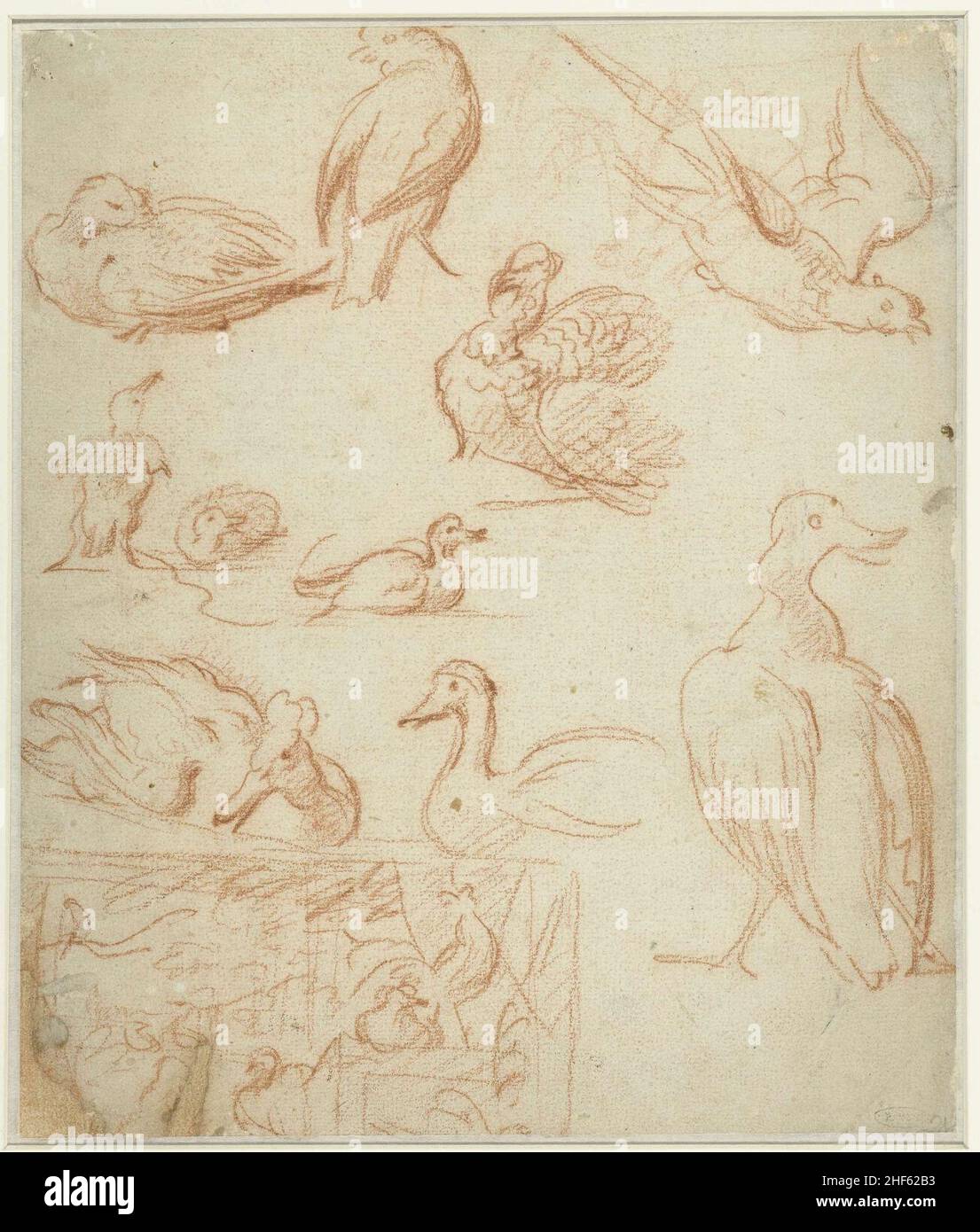 Schetsen van een compositie en verschillende vogels Stock Photo - Alamy