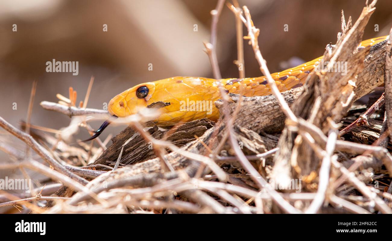 Sand cobra hi-res stock photography and images - Alamy