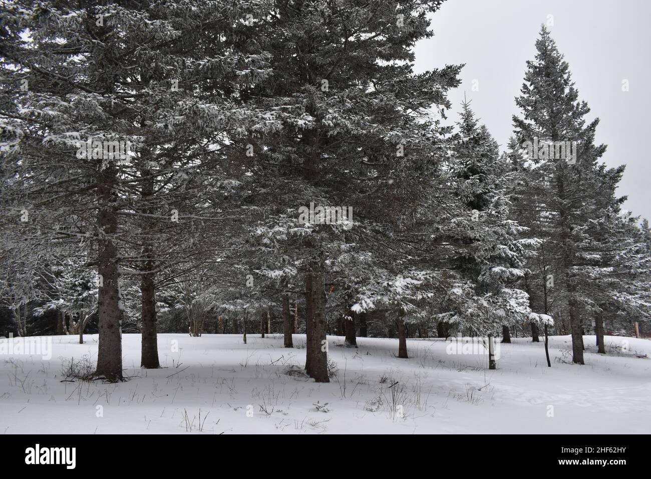 snowy spruce trees, Québec, Canada Stock Photo - Alamy