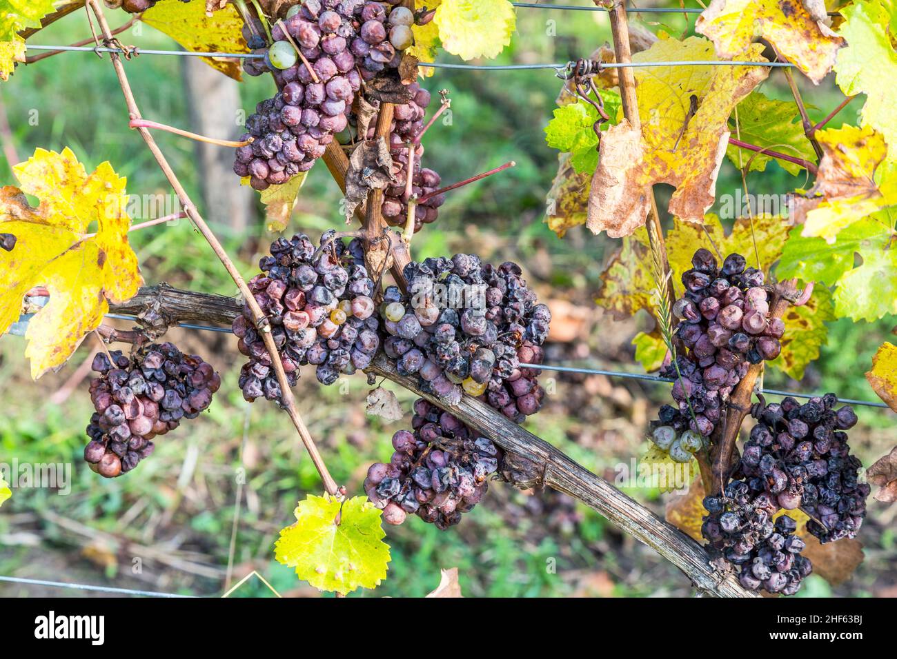 Grape leaves in beautiful light, close-up Stock Photo - Alamy