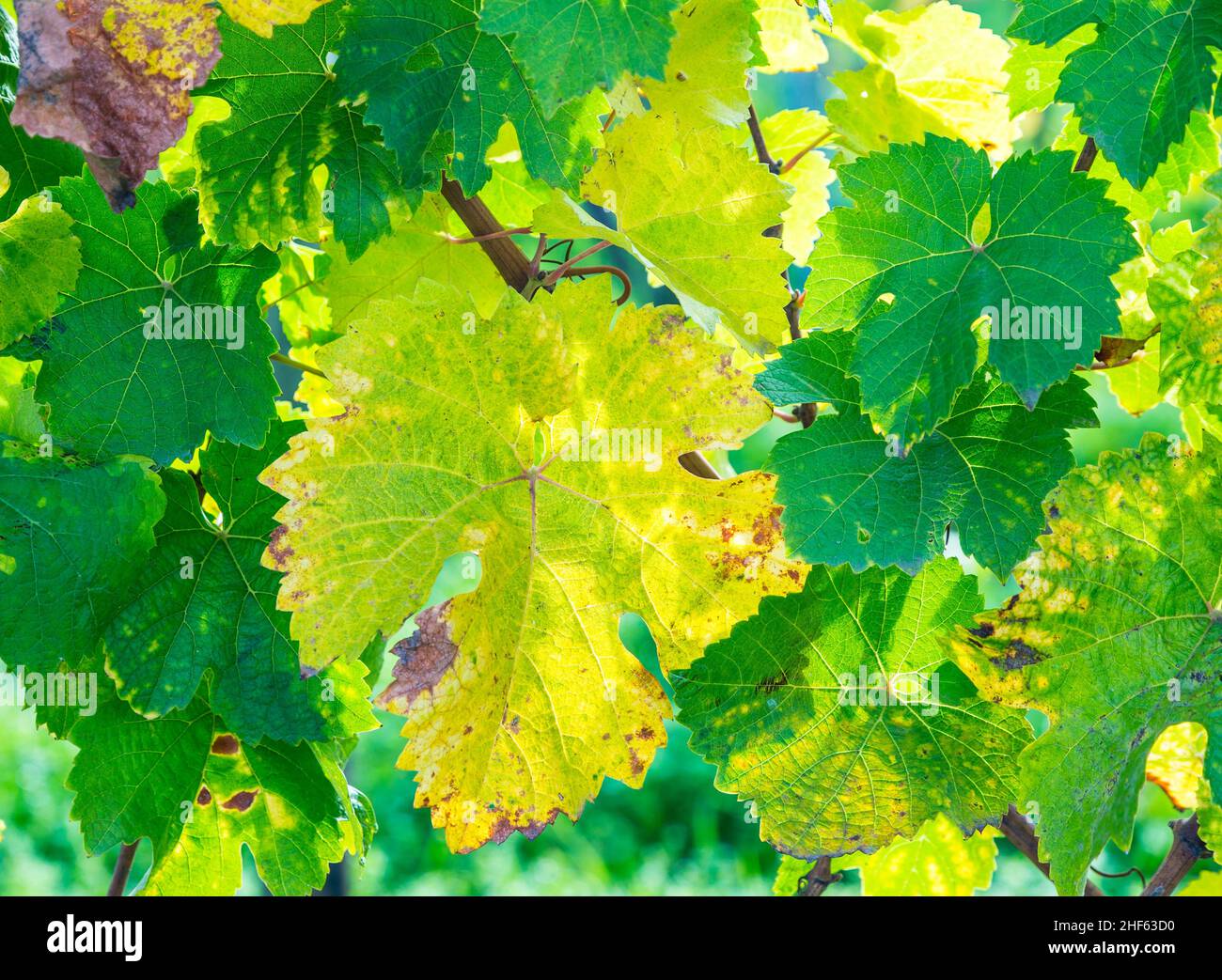 Grape leaves in beautiful light, close-up Stock Photo - Alamy