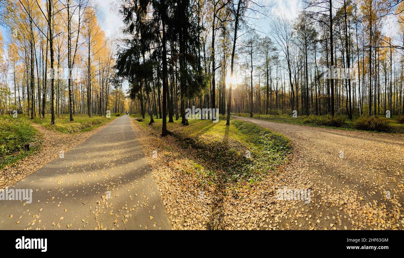 a footpath in public park in autumn at sunny day, trees with golden ...