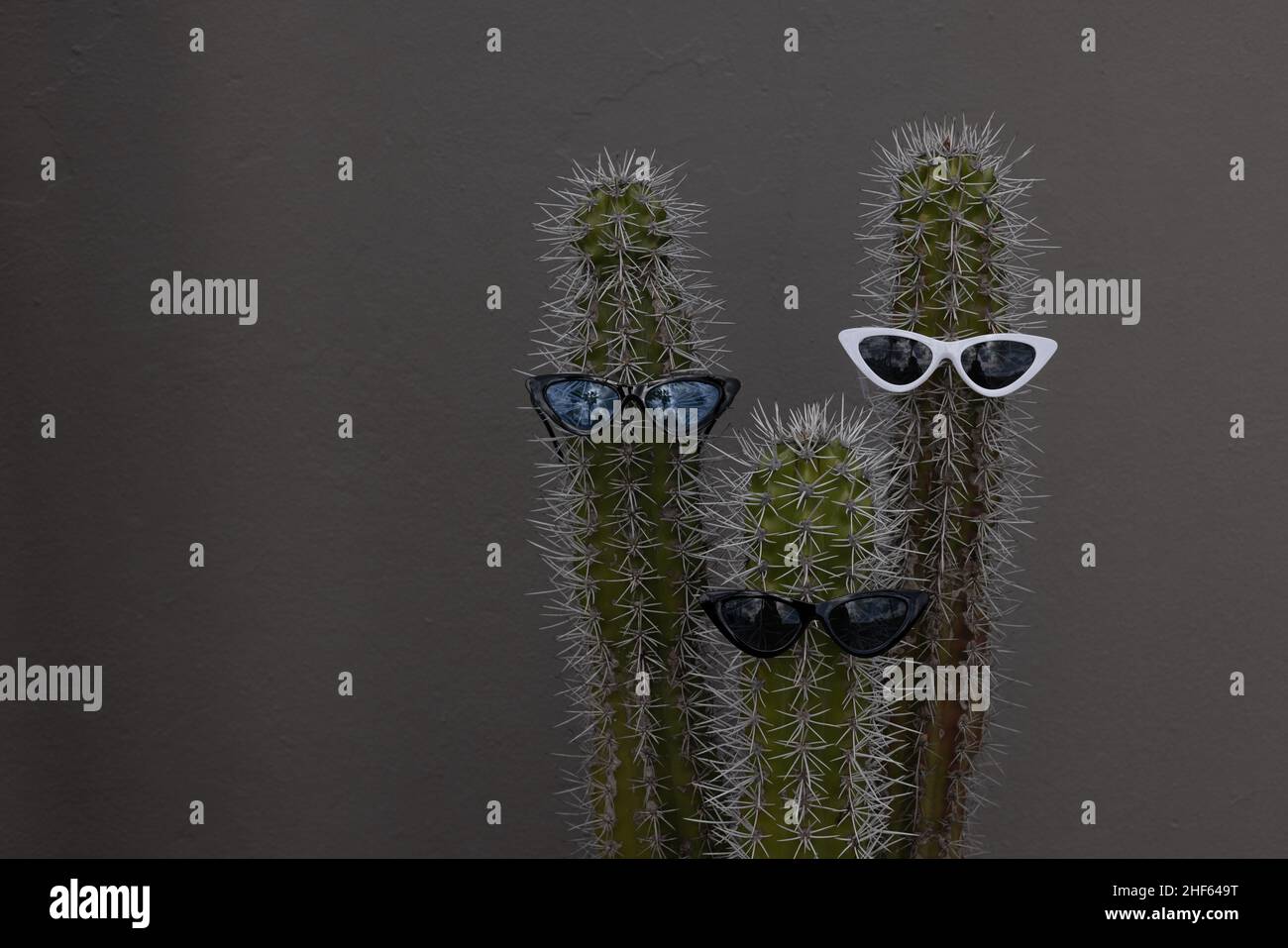 Fun cactuses with the sunglasses on a grey background with a space for ...