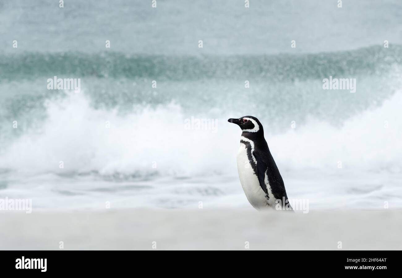 Close up large waves in hi-res stock photography and images - Alamy