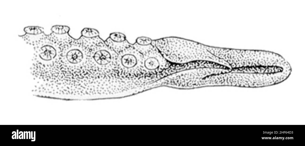 Hectocotylus hi-res stock photography and images - Alamy