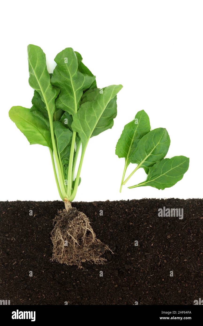 Spinach Plant Stages