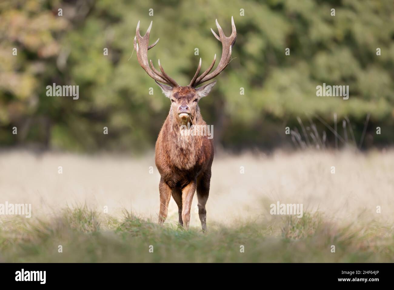 Close up of a red deer stag standing in a field of grass, UK Stock ...