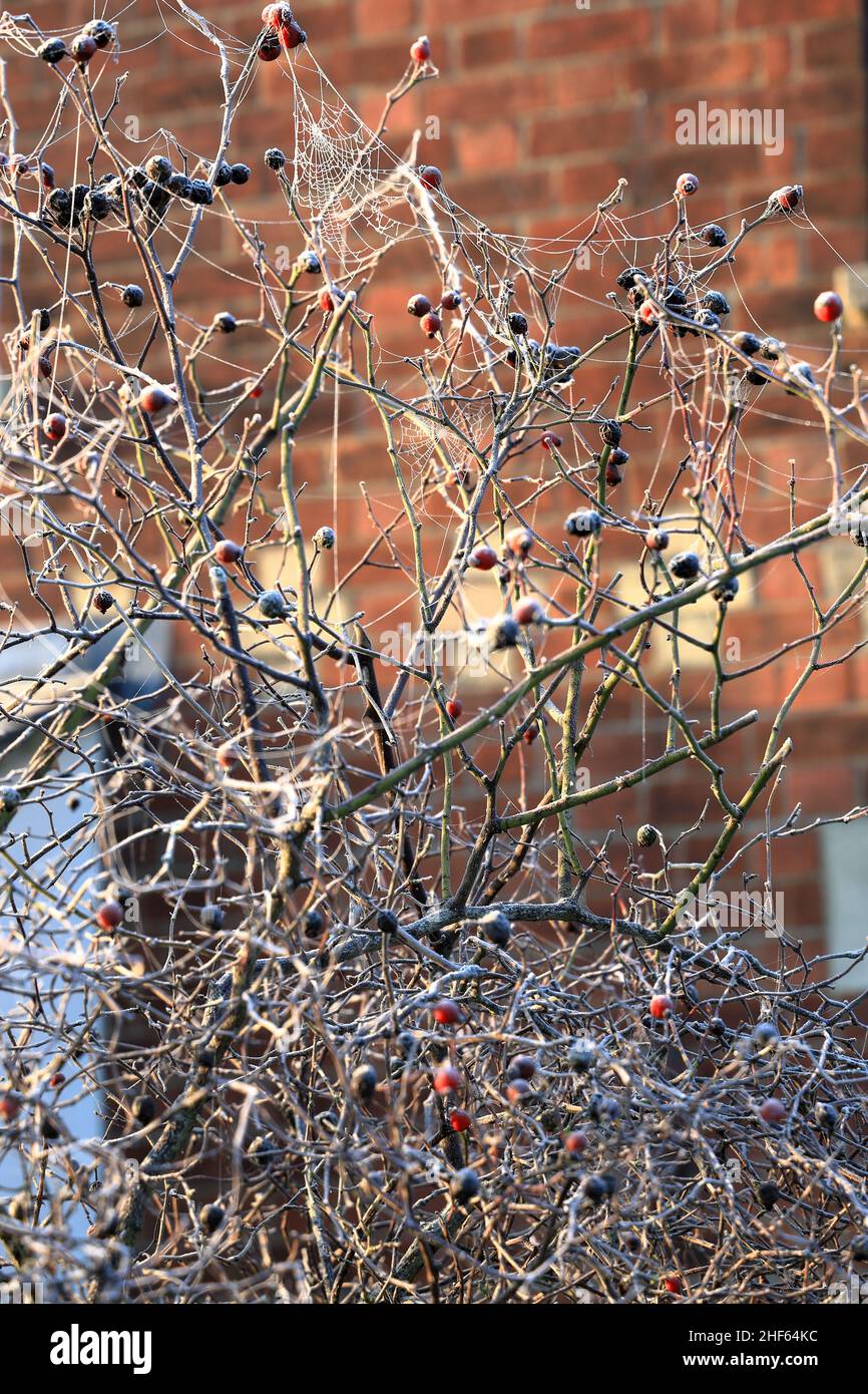 Frost on spider web hi-res stock photography and images - Alamy