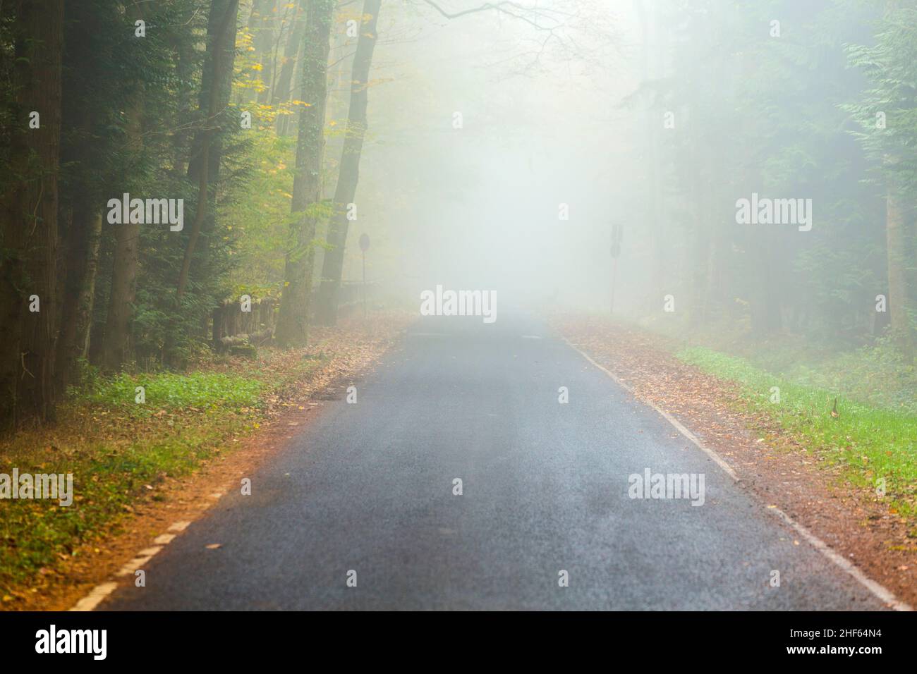 colorful alley in fog with trees in autumn Stock Photo - Alamy