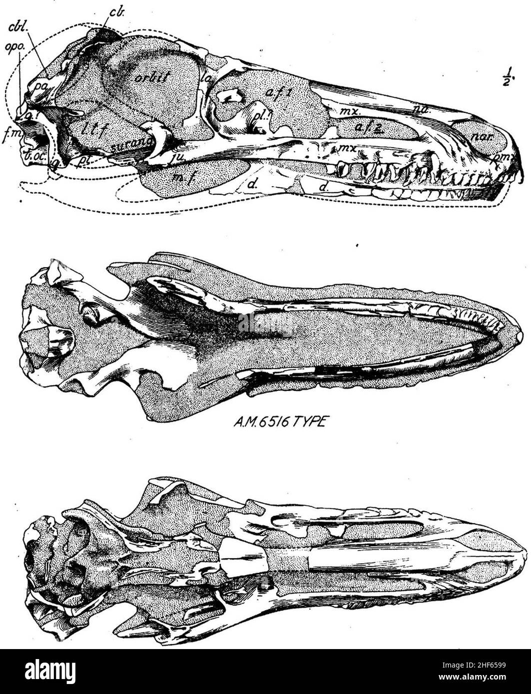 Saurornithoides hi-res stock photography and images - Alamy