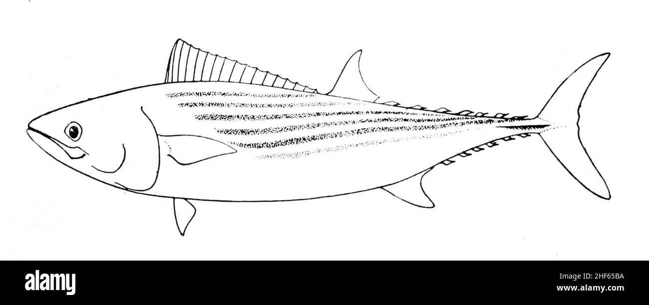 Sarda chiliensis hi-res stock photography and images - Alamy