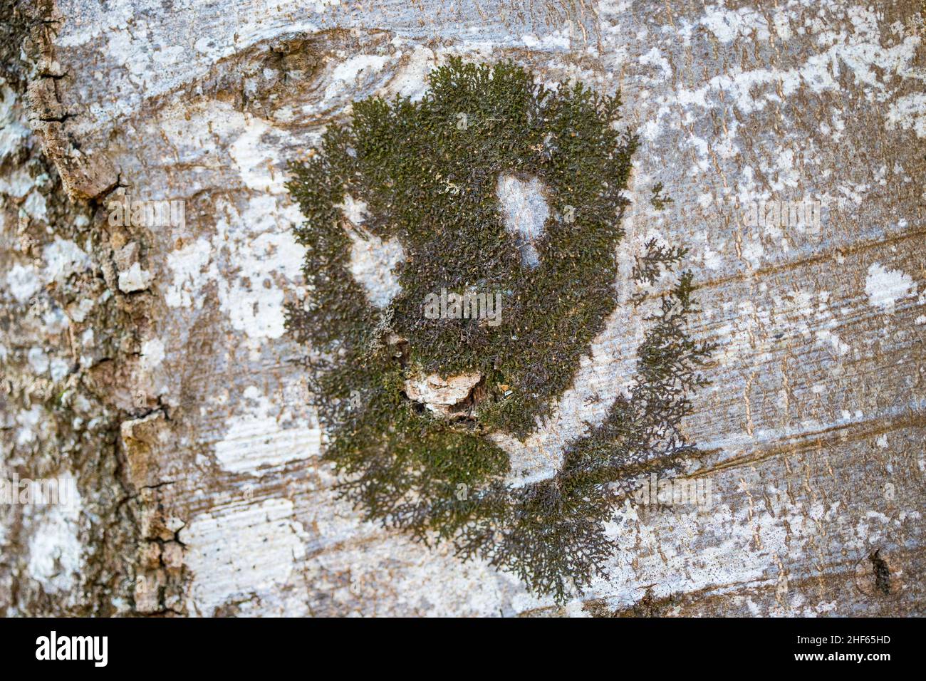 Face in the forest Stock Photo - Alamy