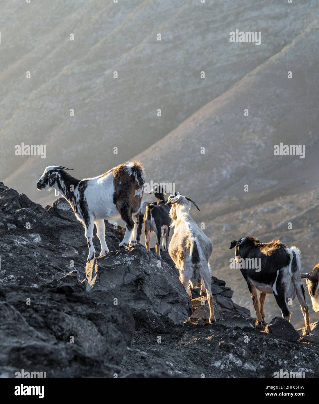 flock of goats in the mountains of a cheese diary Stock Photo - Alamy