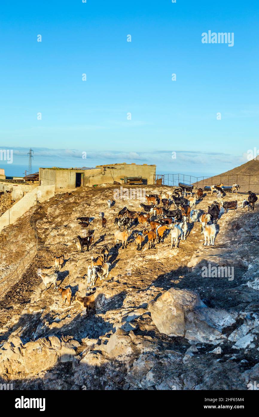 flock of goats in the mountains of a cheese diary Stock Photo - Alamy