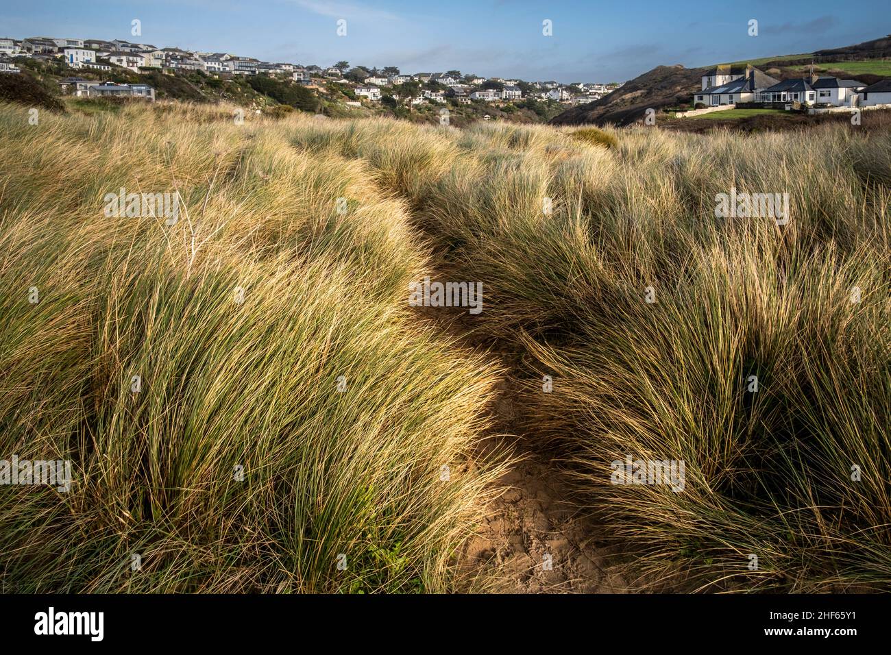 Evening light over a footpath through Marram Grass Ammophila arenaria ...