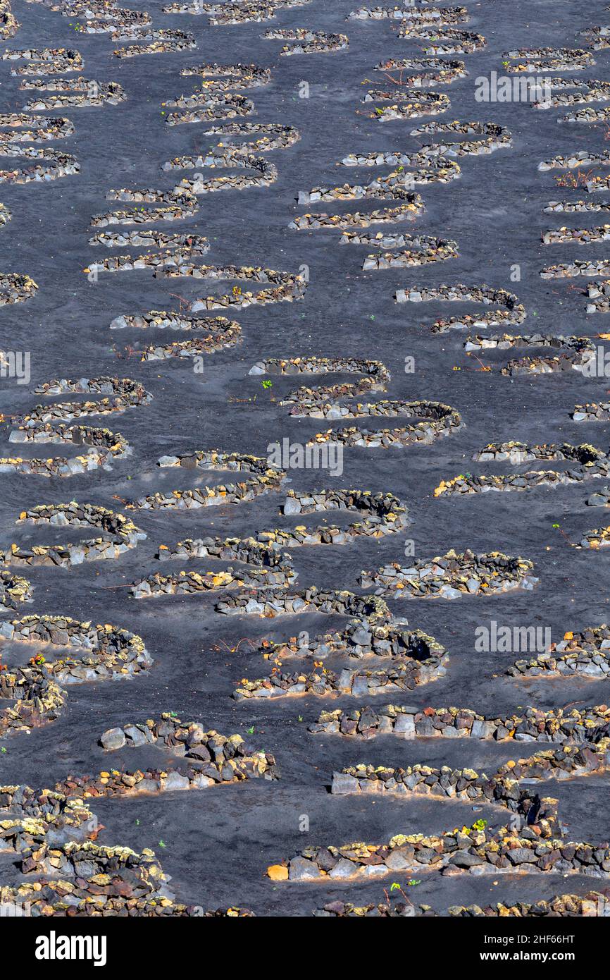 Famous la geria vineyard hi-res stock photography and images - Alamy