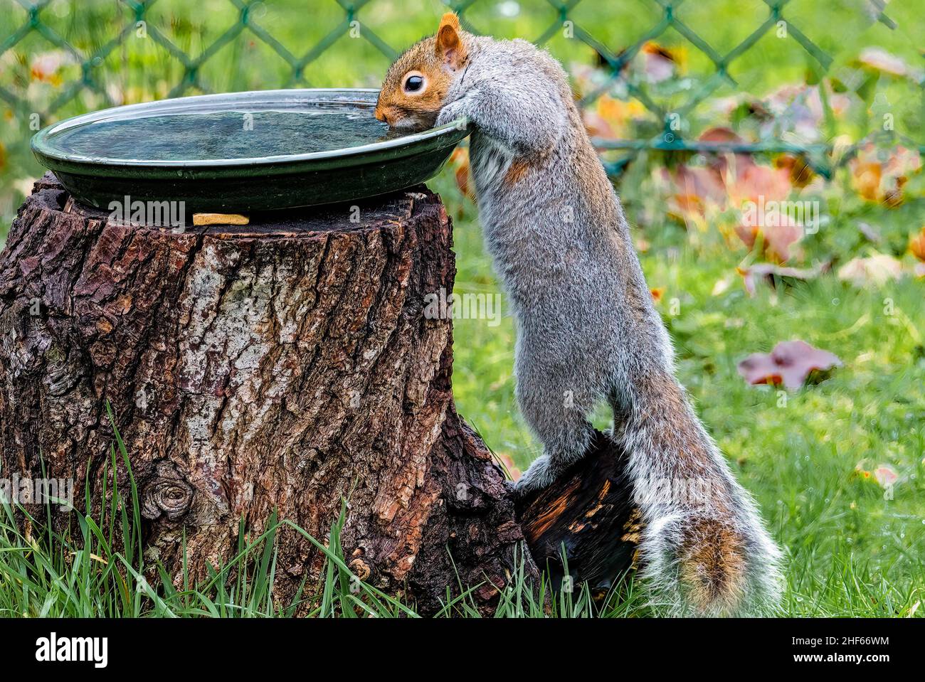 grey squirrel drinking from a bird bath Stock Photo - Alamy