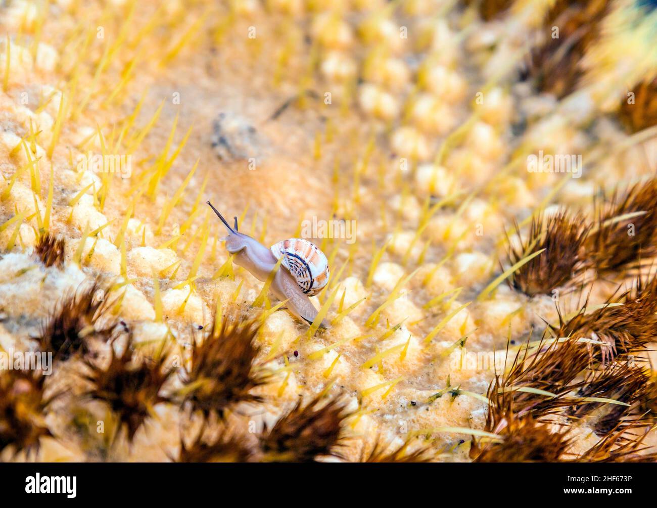 Echinocactus grusonii, cactus with crawling slug in detail Stock Photo ...