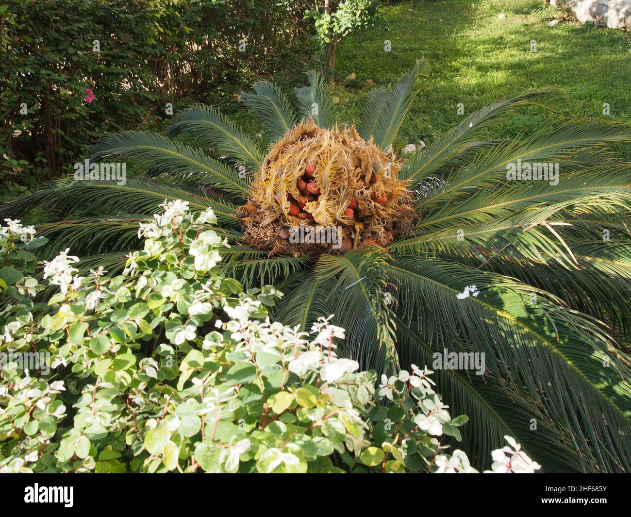 Close-up of Sago Palm. Palm bud Stock Photo - Alamy