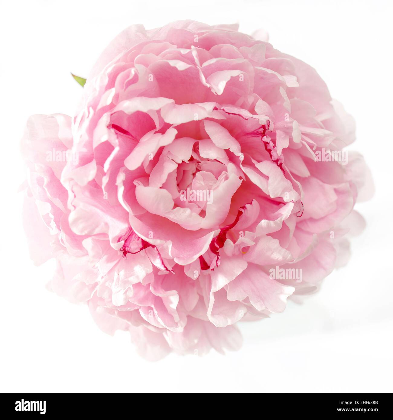 Red, pink peonies in a white vase on a table against a white wall ...