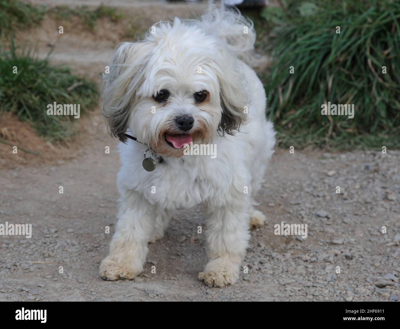 Little Lion High Resolution Stock Photography and Images - Alamy