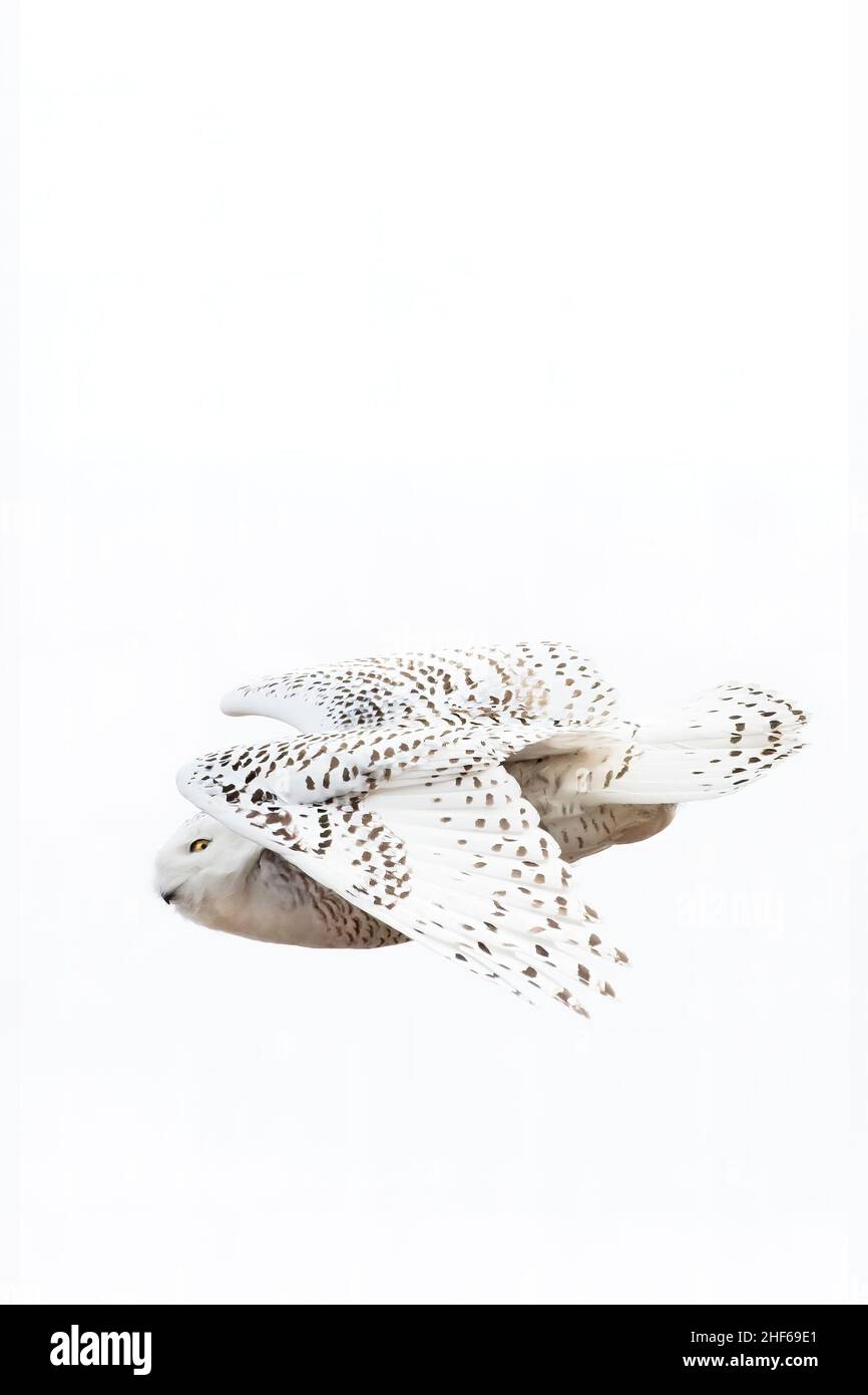 Irruptive bird migration hi-res stock photography and images - Alamy