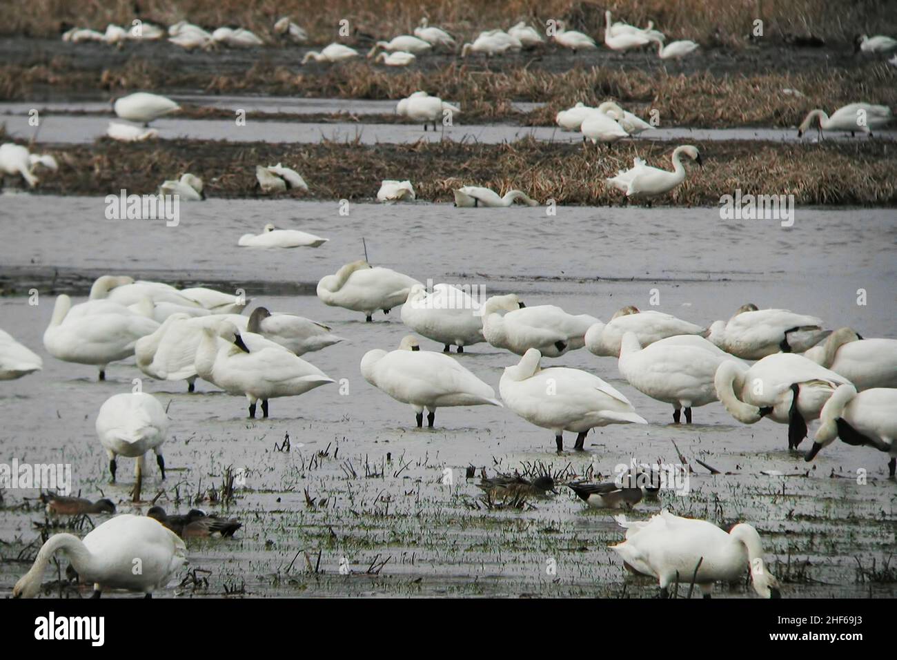 A Large flock of Tundra Swan, Cygnus columbianus, in migration Stock ...