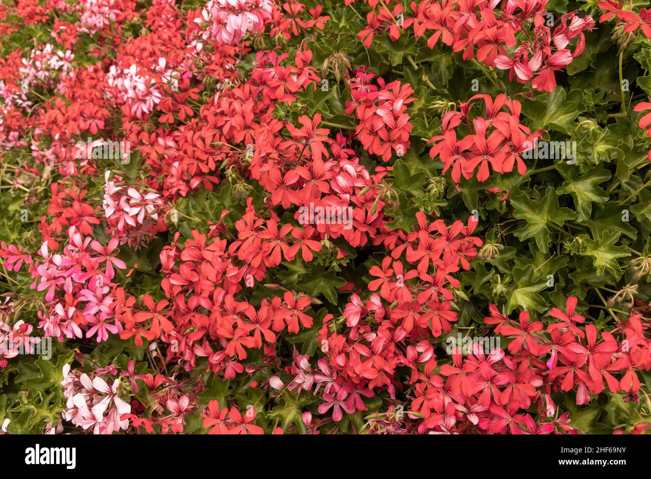 wild red flowers in nature Stock Photo - Alamy