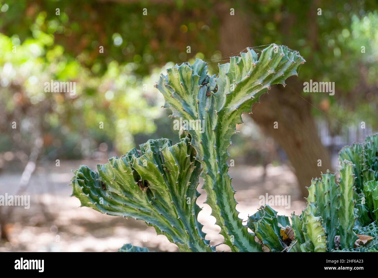Twisted cactus hi-res stock photography and images - Alamy