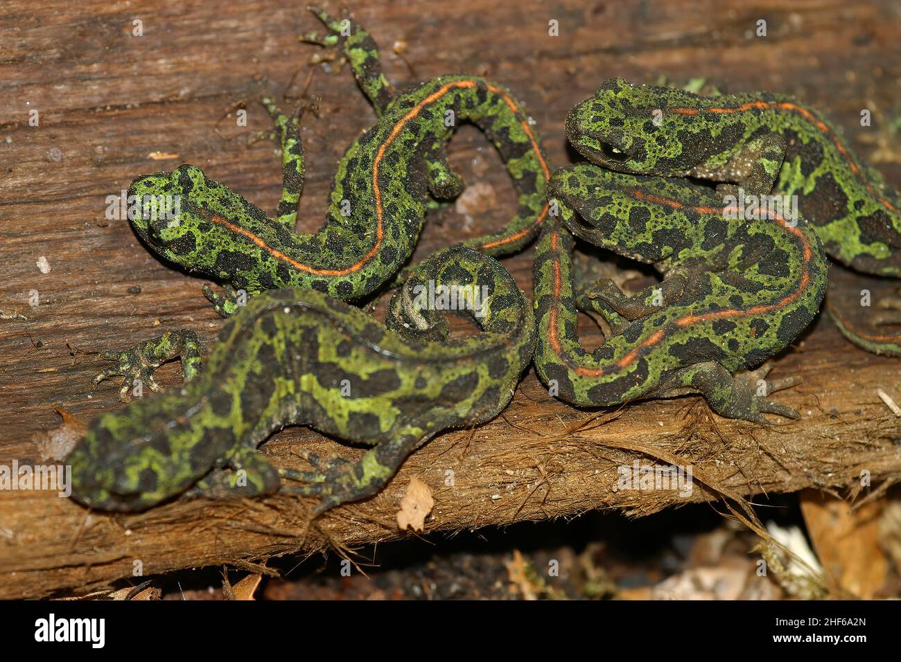 Triturus marmoratus marmoratus hi-res stock photography and images - Alamy