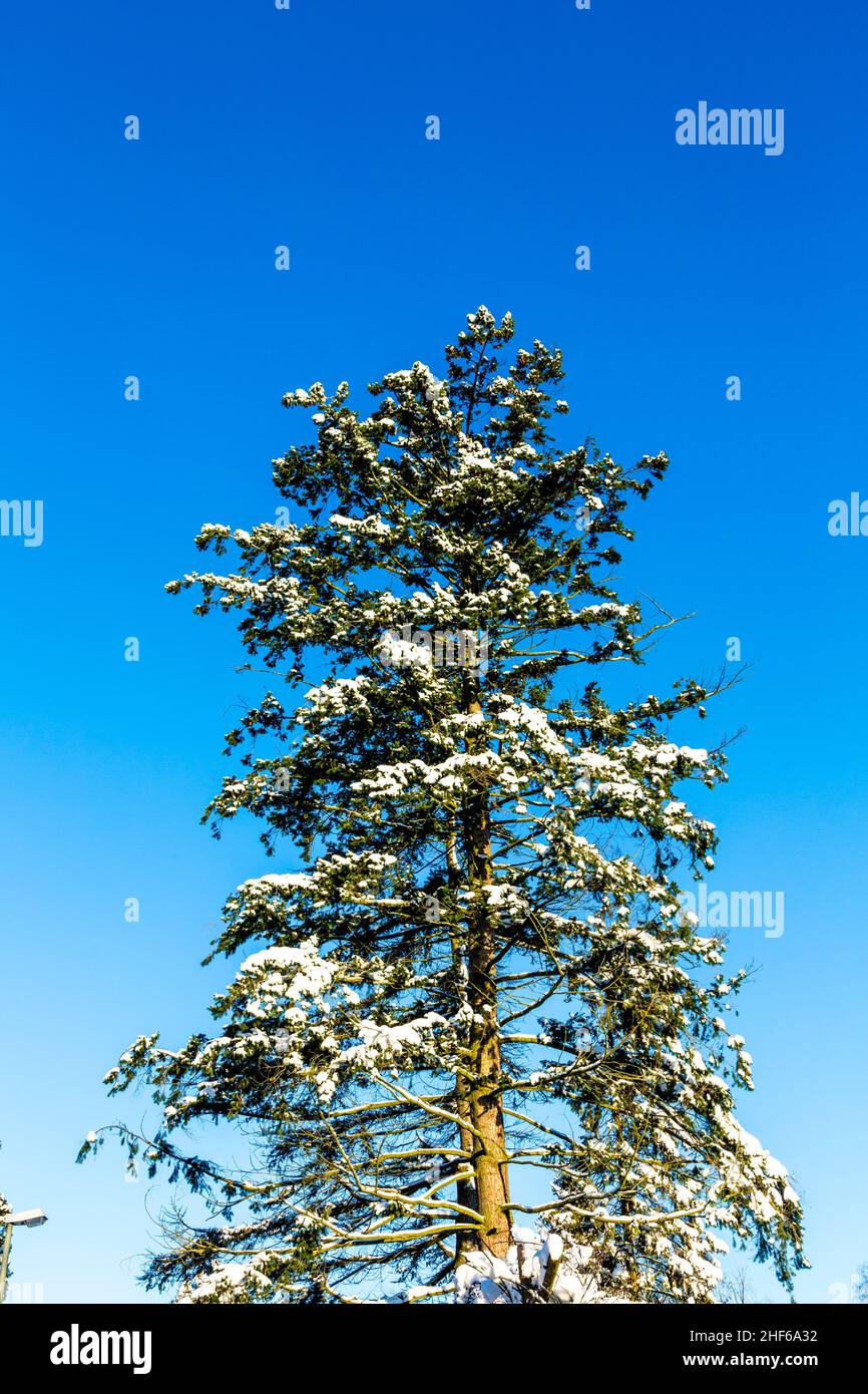 snow covered trees in wintertime under blue sky Stock Photo - Alamy