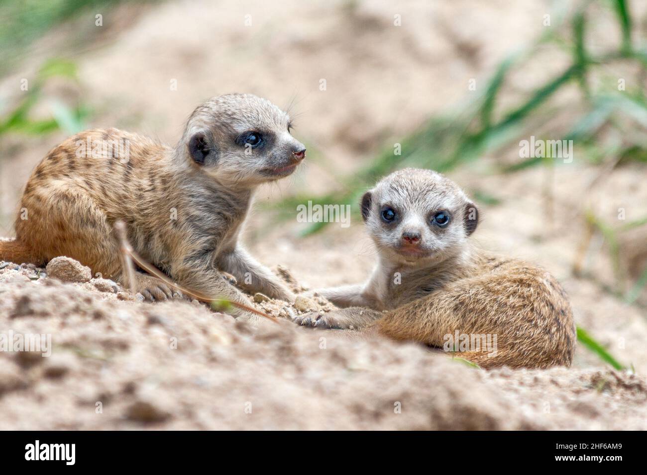 African suricates hi-res stock photography and images - Alamy