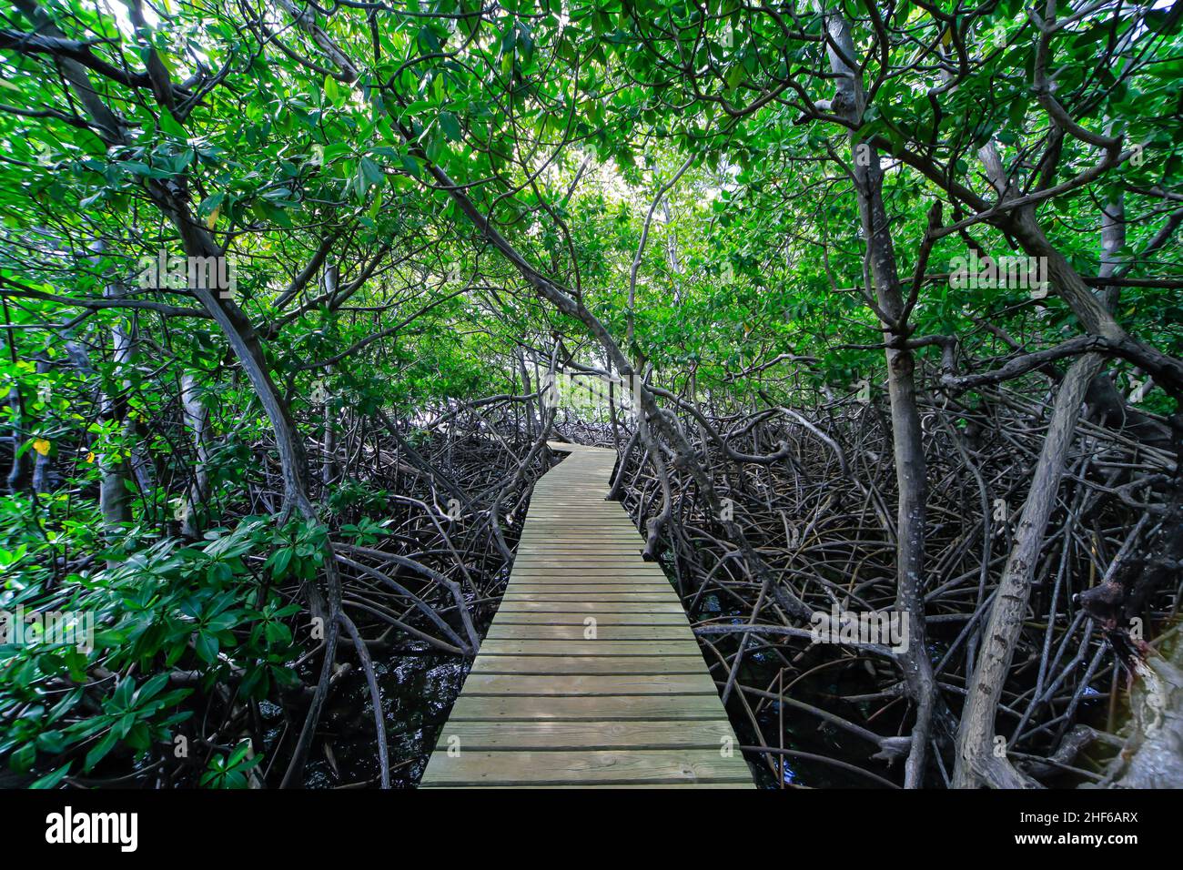 mangrove forest with wooden bridge in La Martinique island, west indies ...