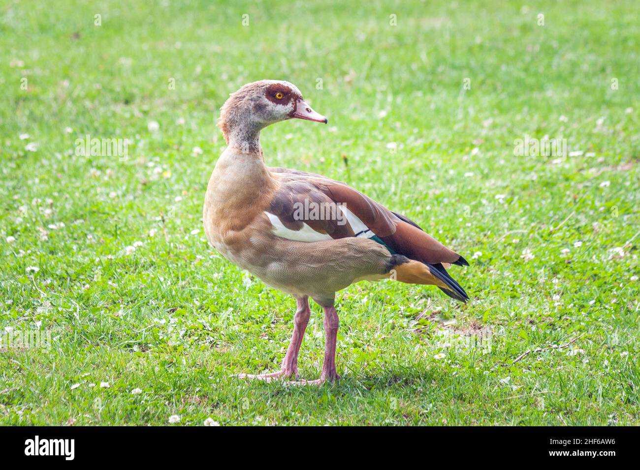 The Egyptian goose (Alopochen aegyptiaca), member of the duck, goose ...