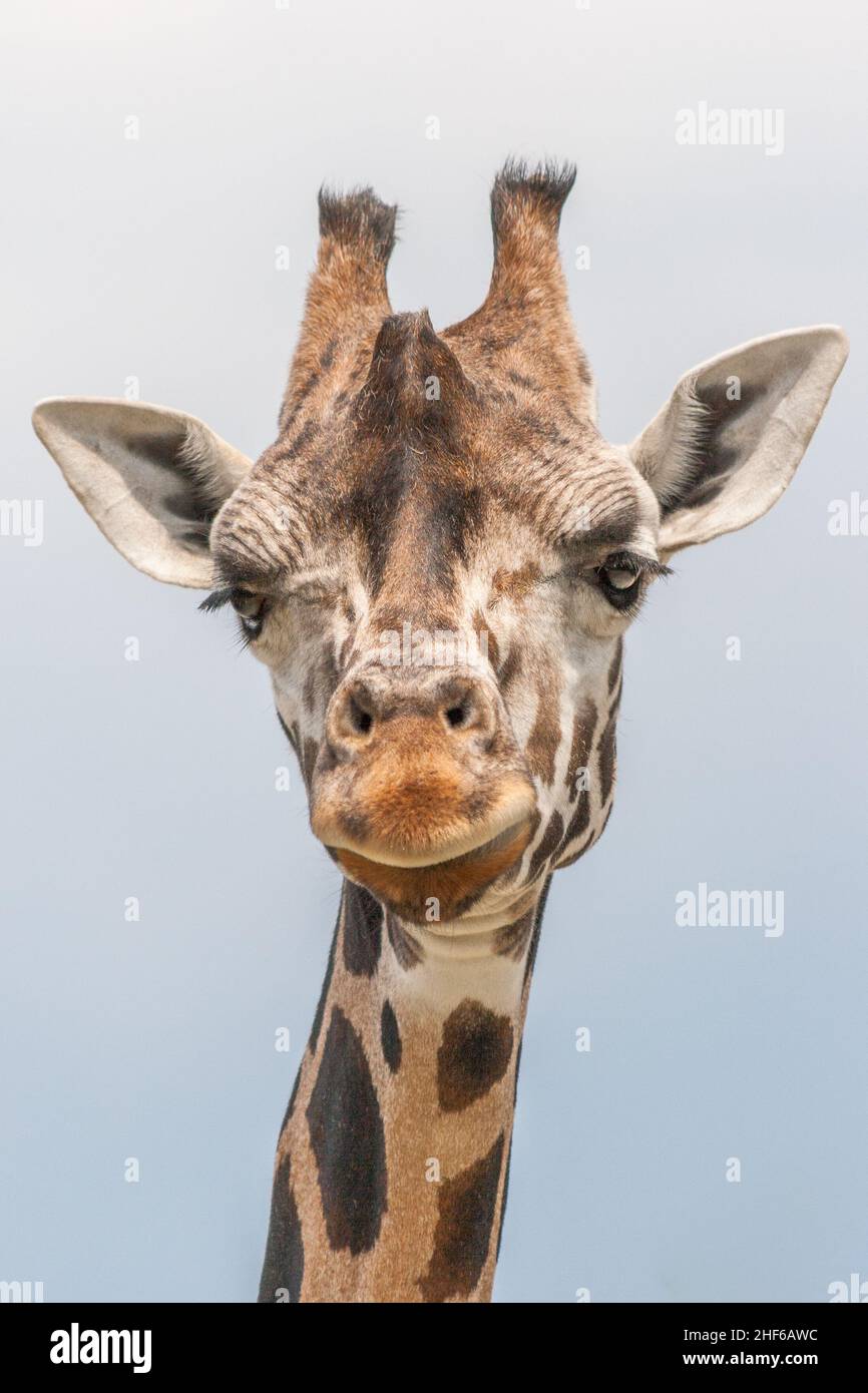 The giraffe (Giraffa), genus of African even-toed ungulate mammals ...