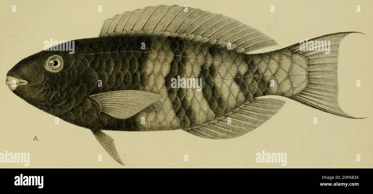 Scarus dimidiatus hi-res stock photography and images - Alamy