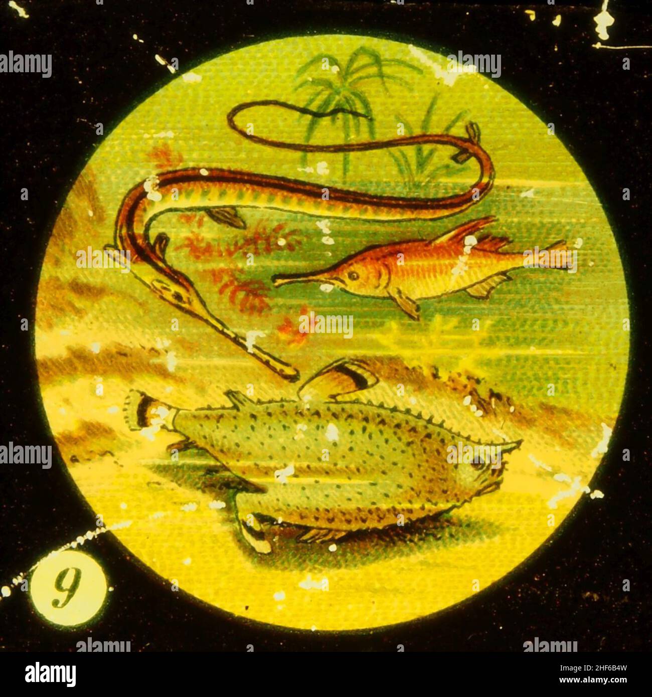 Sea life Tafel III picture 9 Fish Stock Photo - Alamy