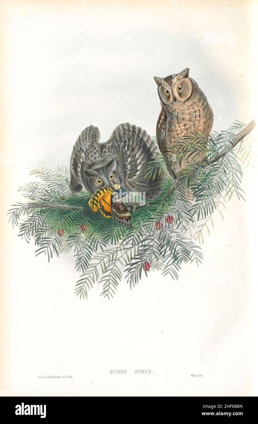 Scops zorca hi-res stock photography and images - Alamy